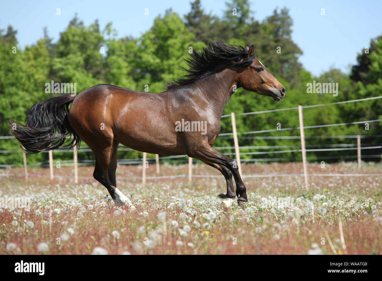 Amazing horse with flying mane running on spring pasturage Stock Photo ...