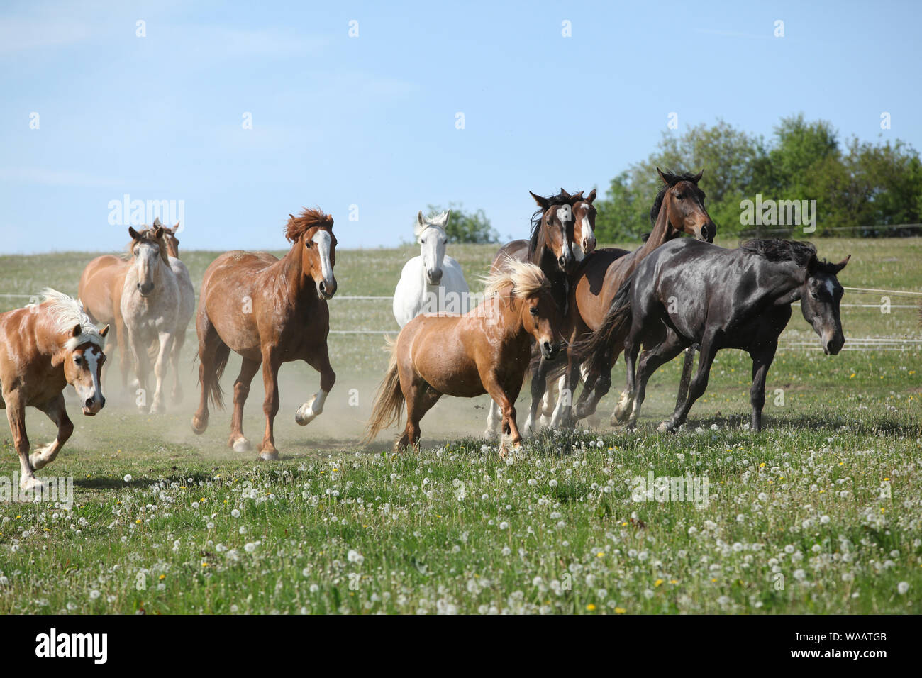 Very various batch of horses running on pasturage in spring Stock Photo ...