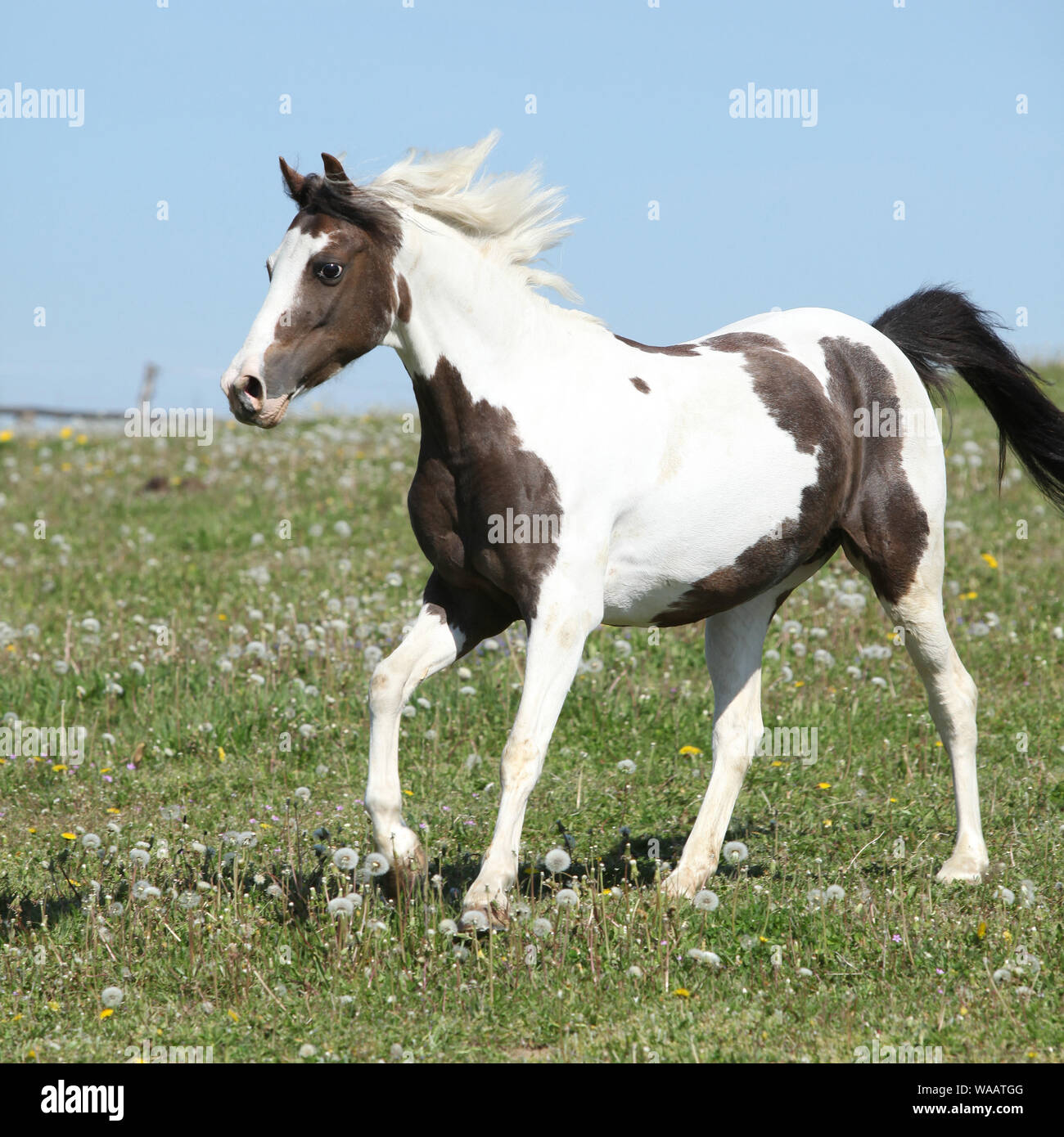 Gorgeous spotted horse with flying mane running on spring pasturage ...
