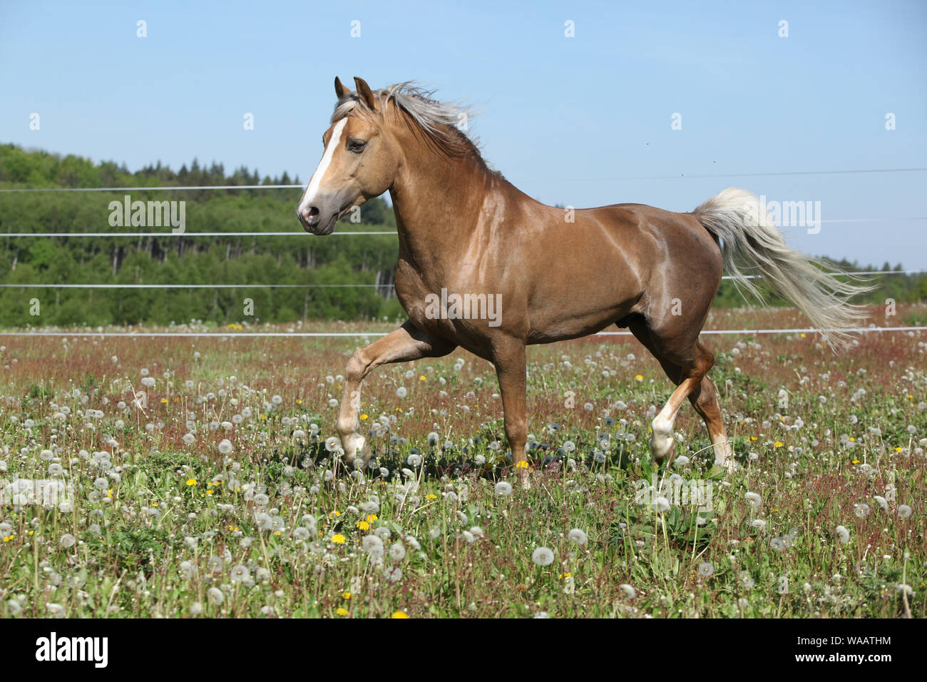 Gorgeous stallion with flying mane running on spring pasturage Stock ...