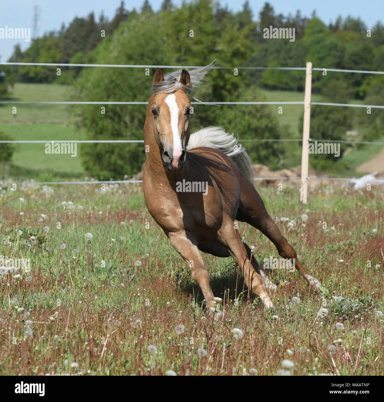 Gorgeous stallion with flying mane running on spring pasturage Stock ...