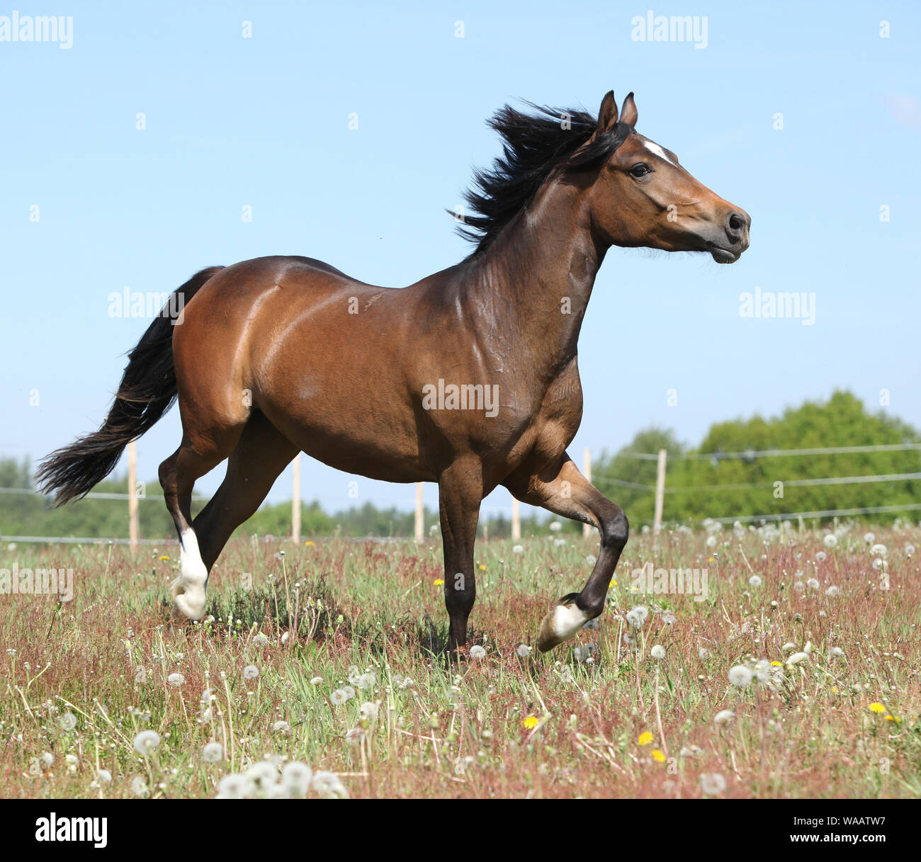 Amazing horse with flying mane running on spring pasturage Stock Photo ...