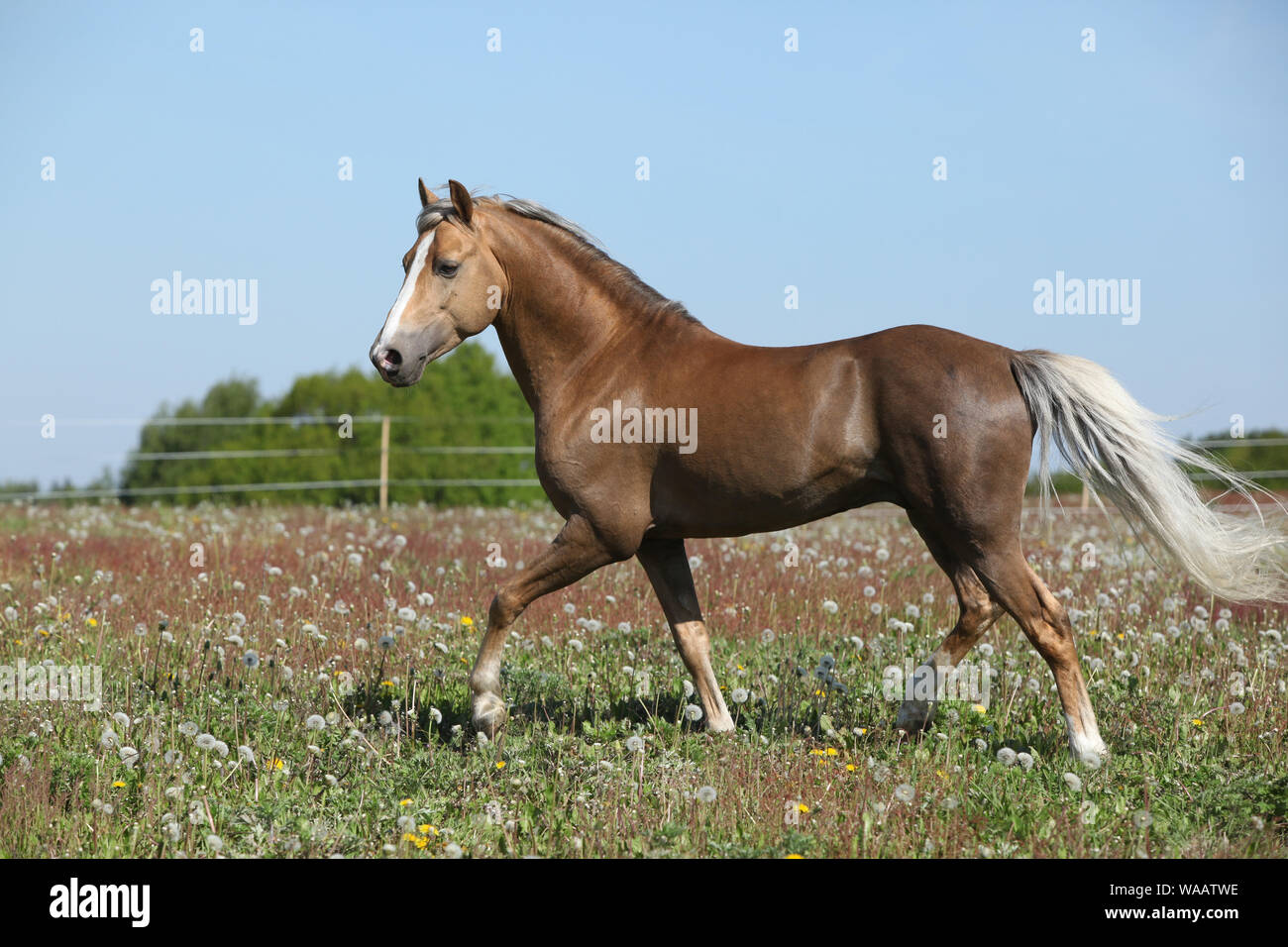 Gorgeous stallion with flying mane running on spring pasturage Stock ...