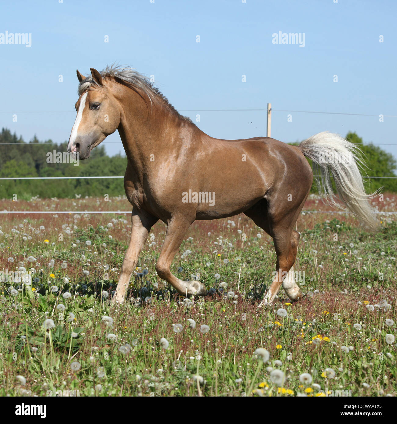 Czech sport pony hi-res stock photography and images - Alamy