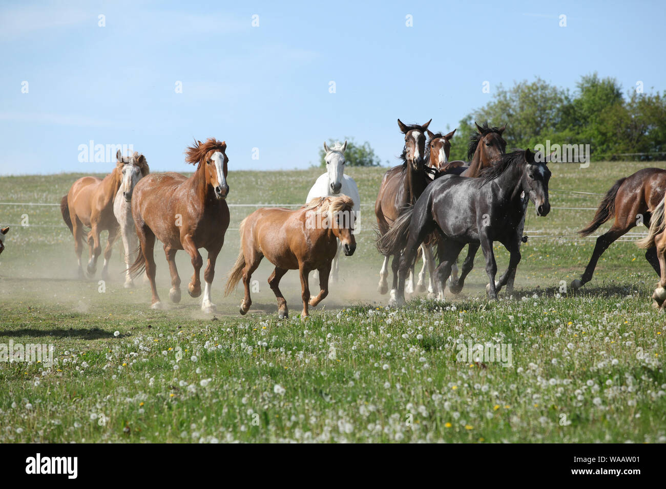 Very various batch of horses running on pasturage in spring Stock Photo ...