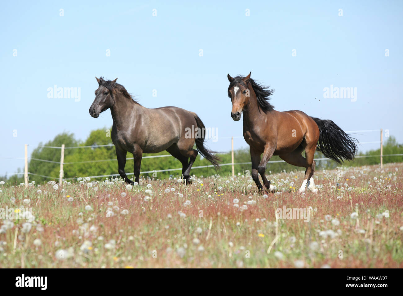 Two amazing horses running together on spring pasturage Stock Photo - Alamy