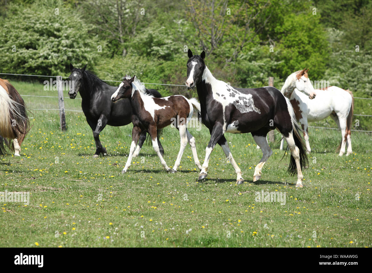 Very various batch of horses running on pasturage in spring Stock Photo ...