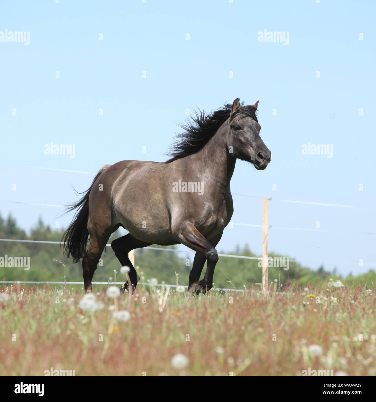 Beautiful horse running on flowered spring pasturage Stock Photo - Alamy