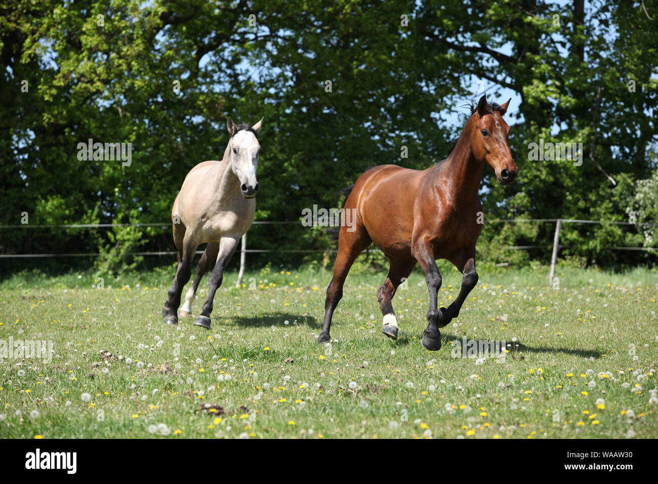 Two amazing horses running together on spring pasturage Stock Photo - Alamy