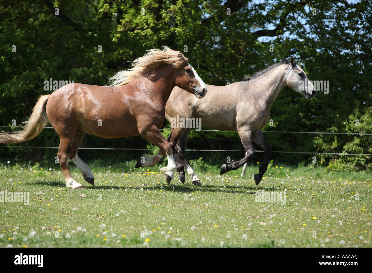 Two amazing horses running together on spring pasturage Stock Photo - Alamy