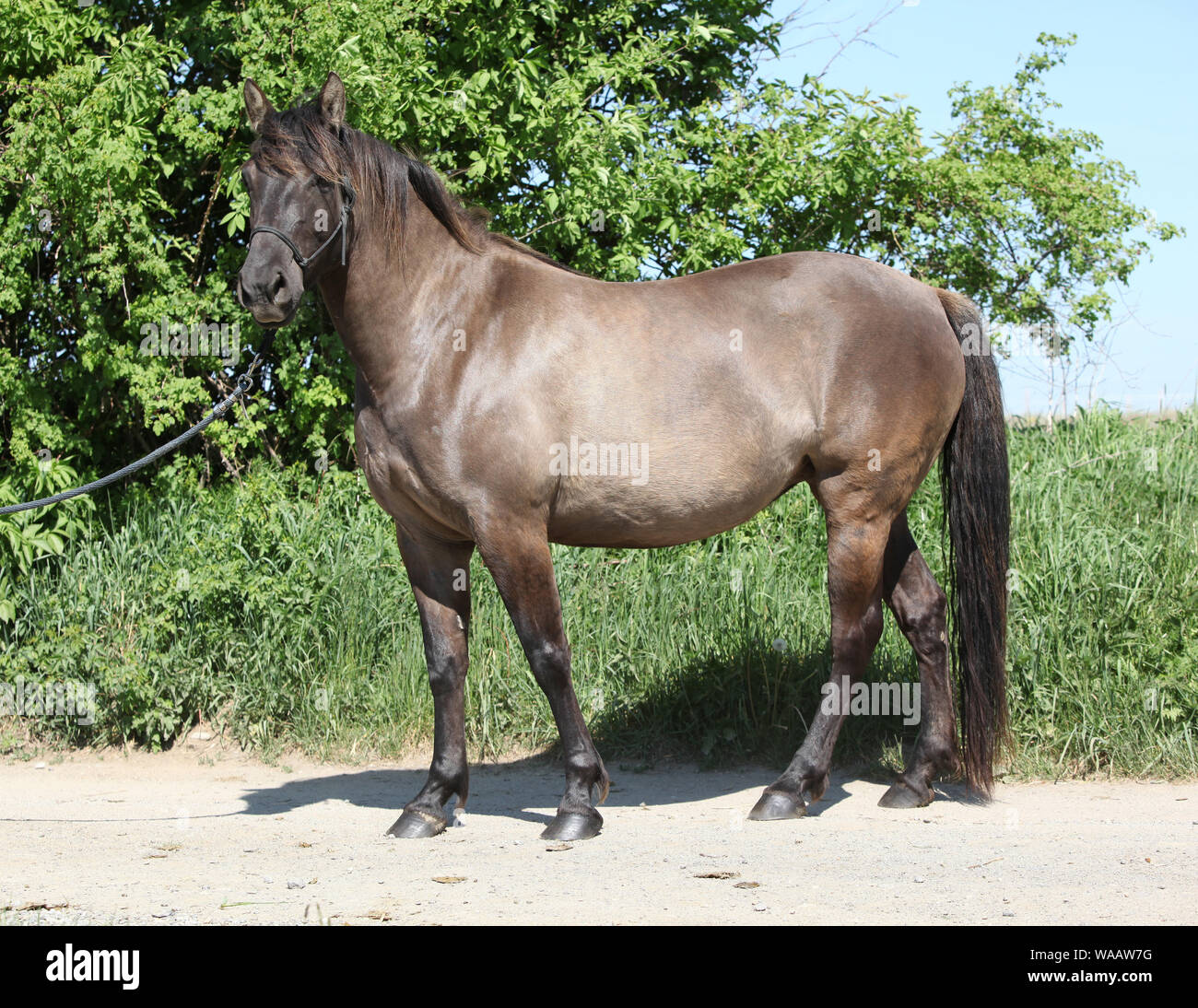 Amazing pony standing on the road alone Stock Photo - Alamy