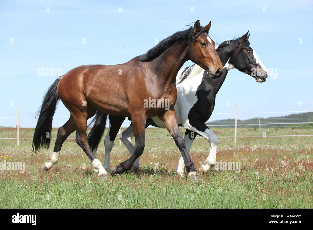 Two amazing horses running together on spring pasturage Stock Photo - Alamy