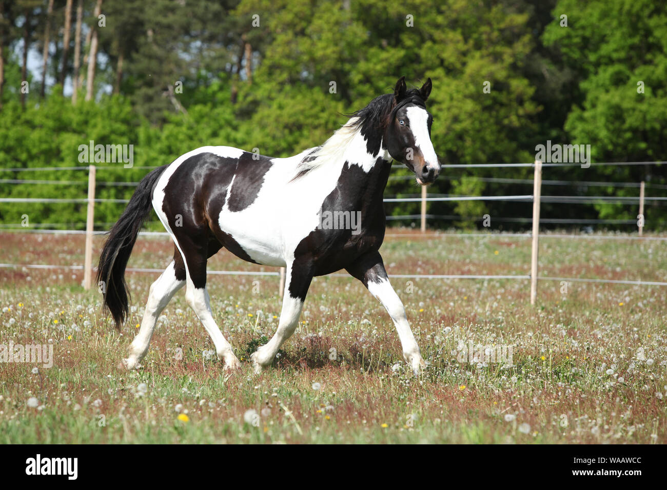 Gorgeous paint horse running on flowered spring pasturage Stock Photo ...