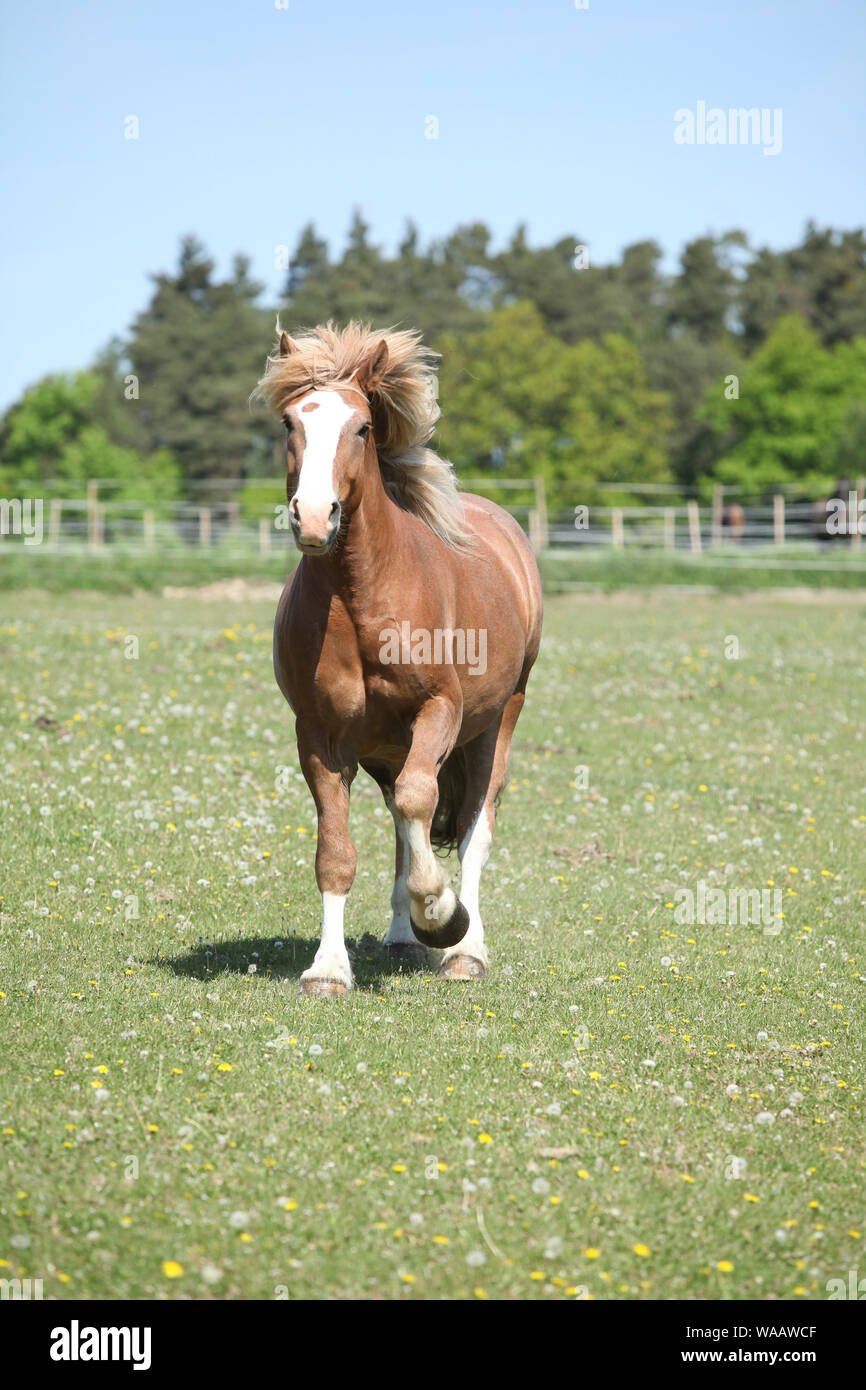 Gorgeous horse running on flowered spring pasturage Stock Photo - Alamy