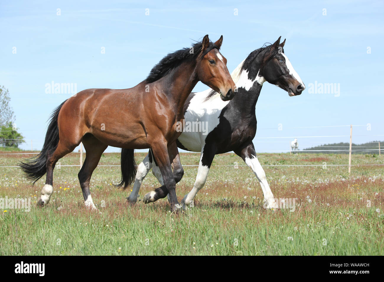 Two amazing horses running together on spring pasturage Stock Photo - Alamy