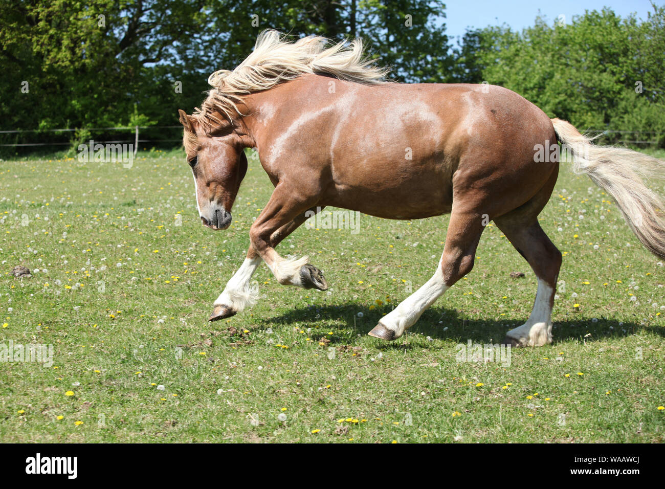 Gorgeous horse running on flowered spring pasturage Stock Photo - Alamy
