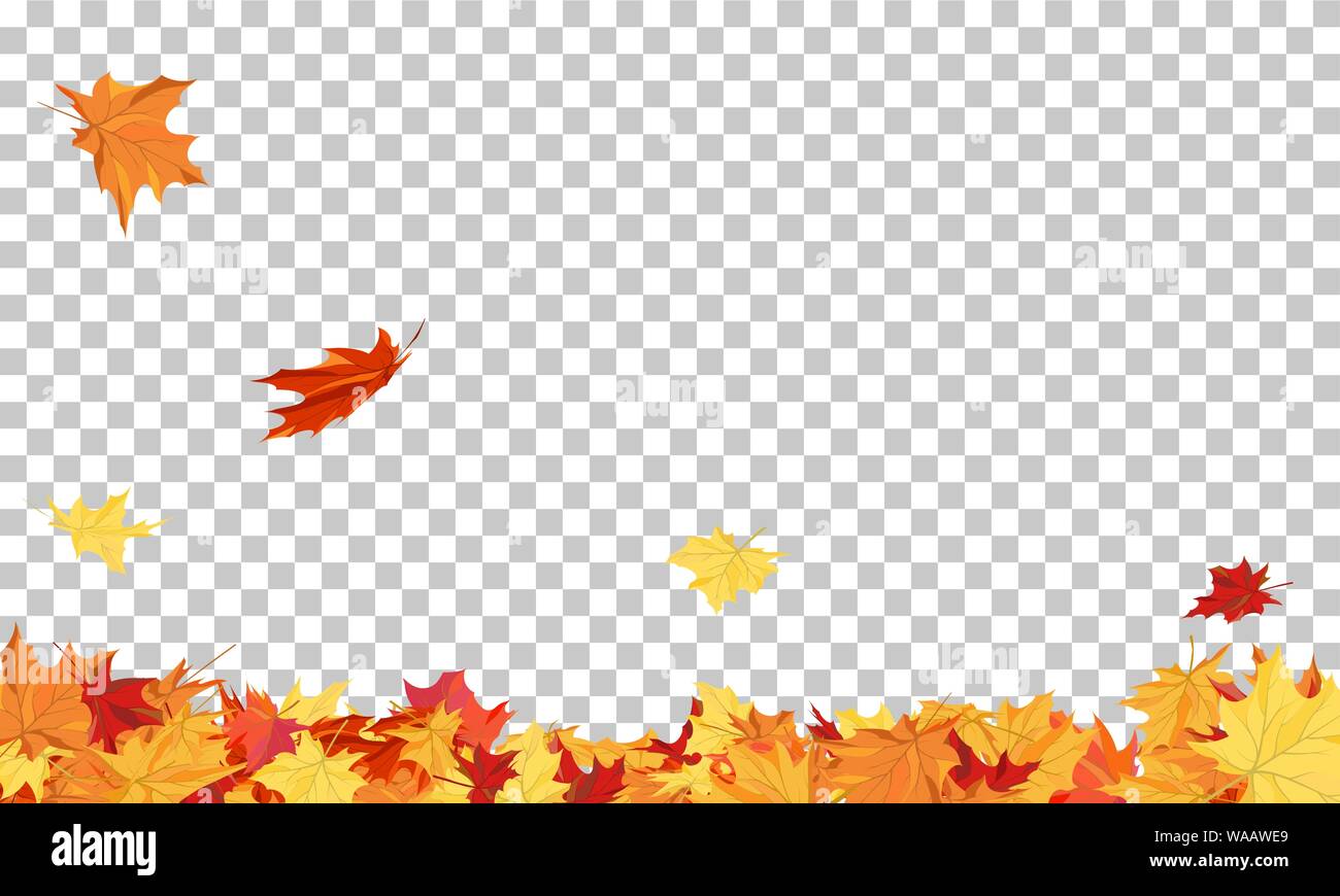Fall (Autumn) Theme With Maple Leaves. Transparency Grid Background ...