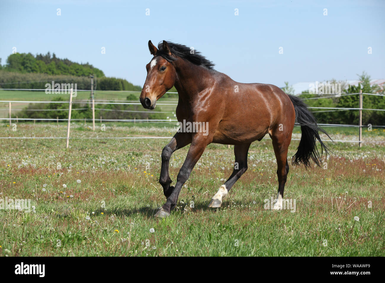 Brown horse running on flowered spring pasturage Stock Photo - Alamy