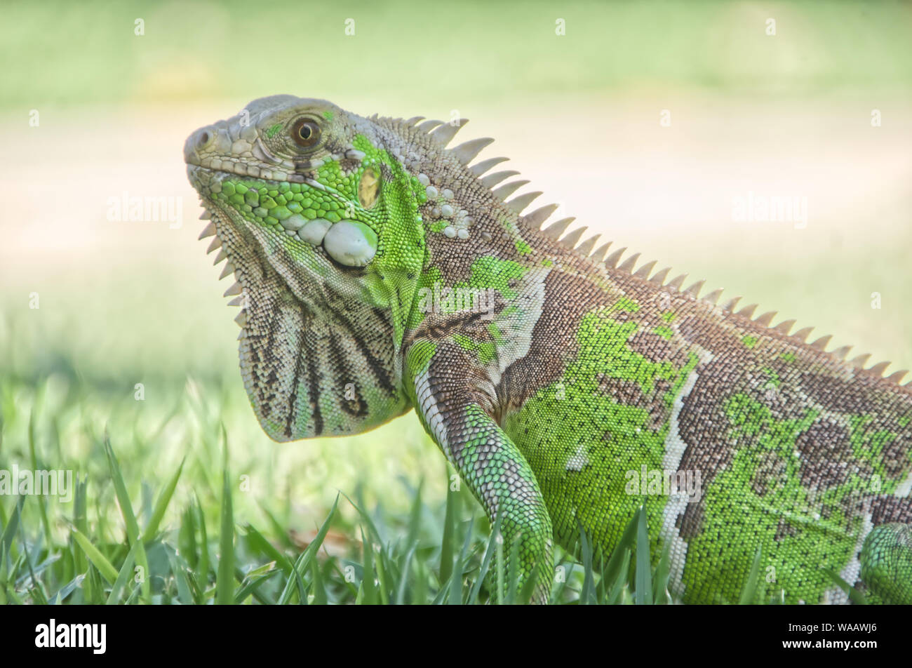 Brazilian lizard hi-res stock photography and images - Alamy