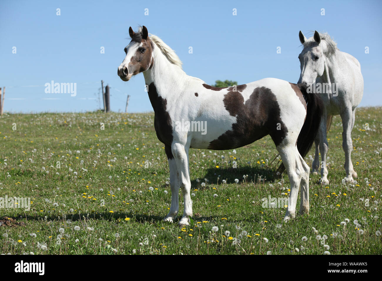 Two horses standing on flowering pasturage together Stock Photo - Alamy