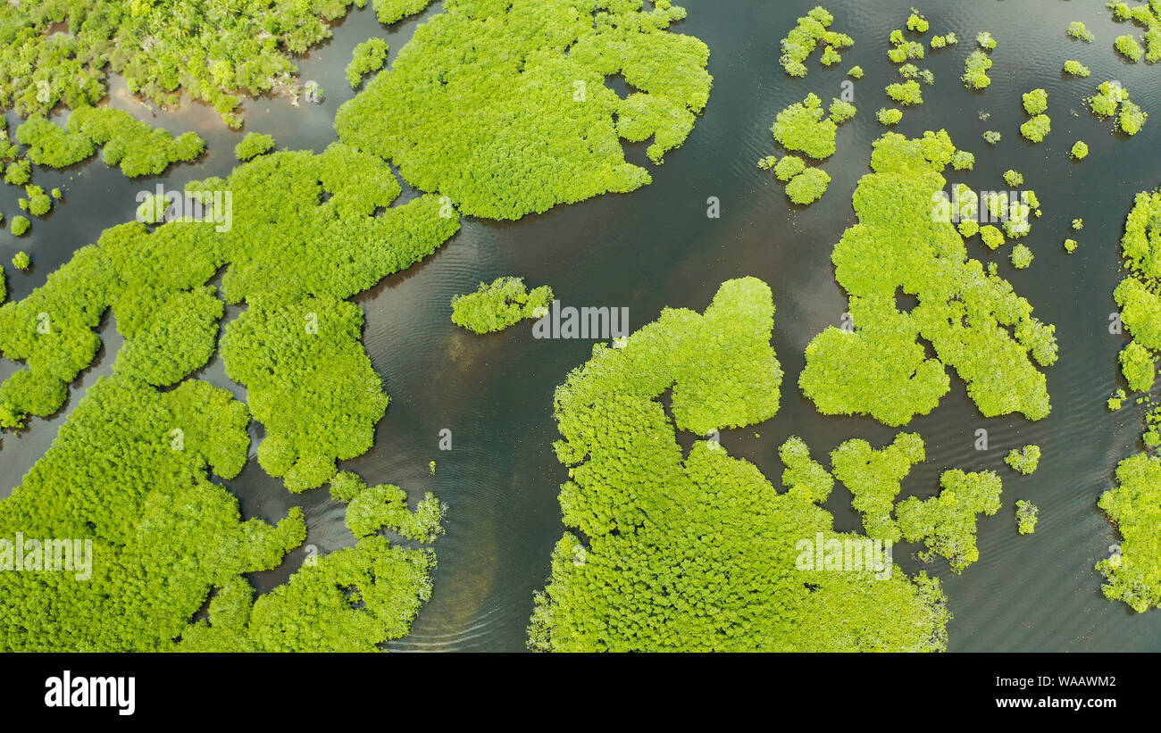 River in tropical mangrove green tree forest top view. Mangrove jungles ...