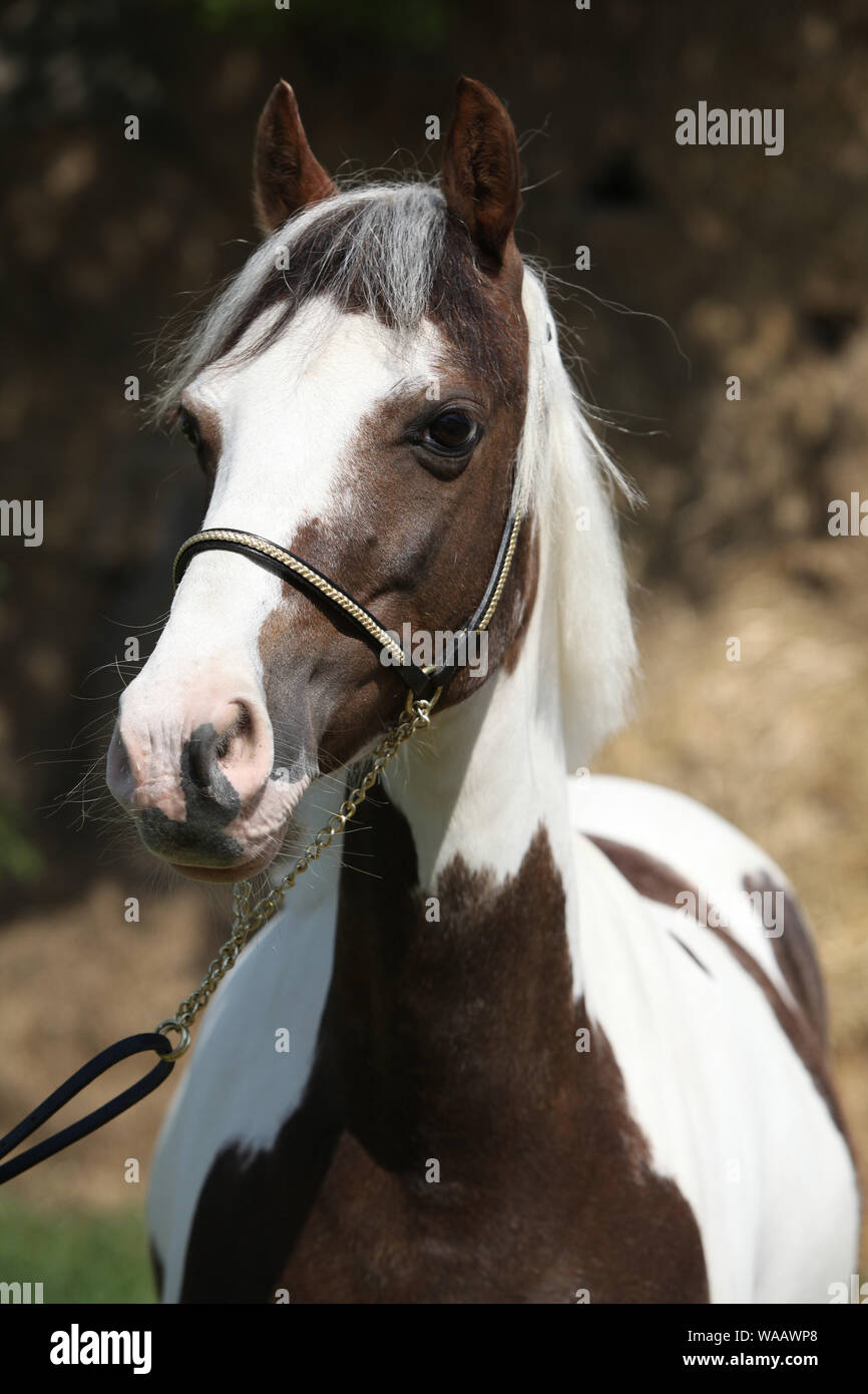 Skewbald pony hi-res stock photography and images - Alamy