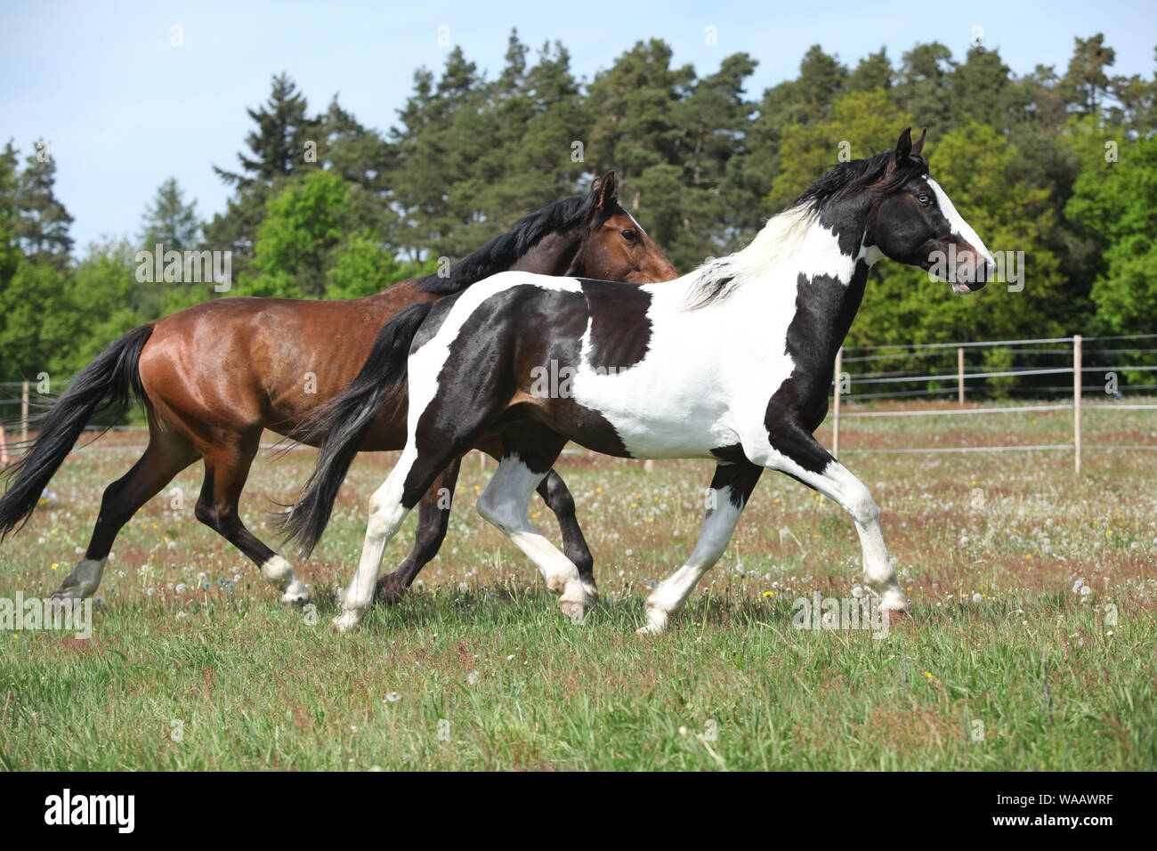 Two amazing horses running together on spring pasturage Stock Photo - Alamy