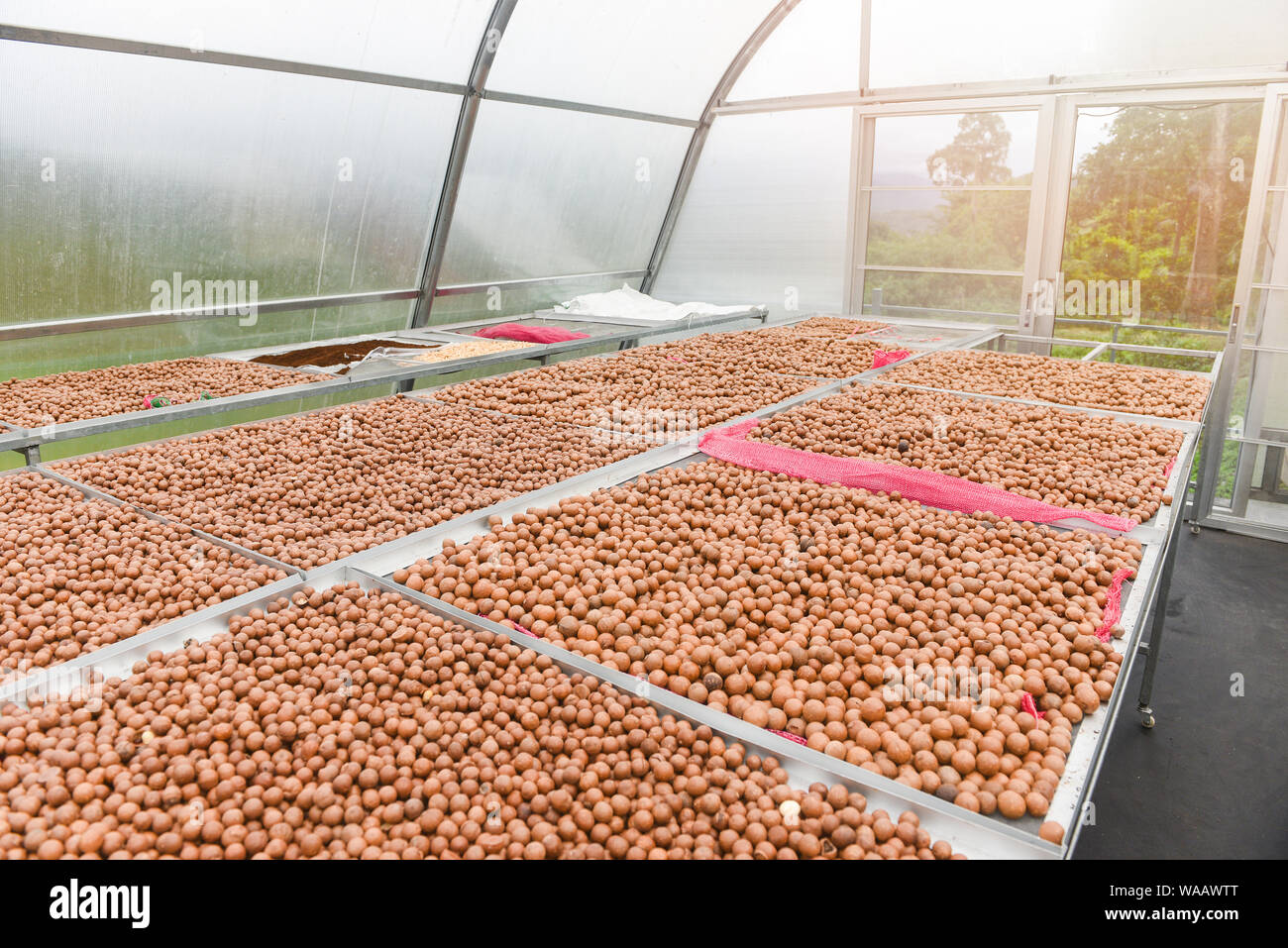 Macadamia nuts in the making dried fruit in room temperature control to ...