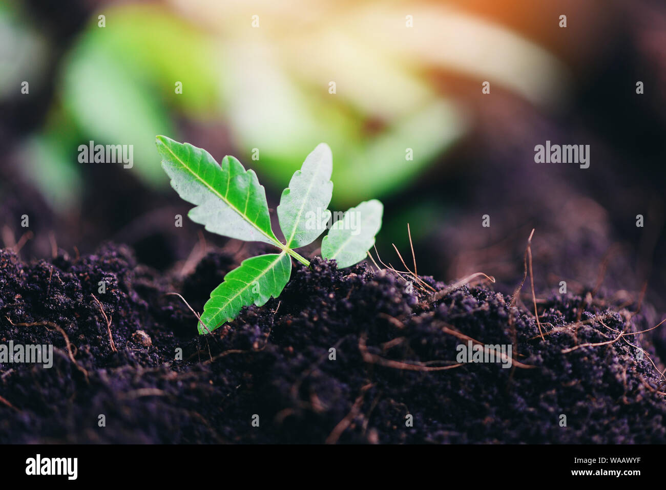 Gardening planting a tree seedlings young plant are growing on soil ...