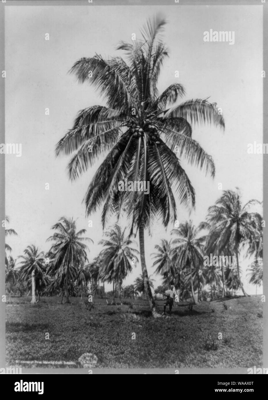 Fruit tree scene Black and White Stock Photos & Images - Alamy