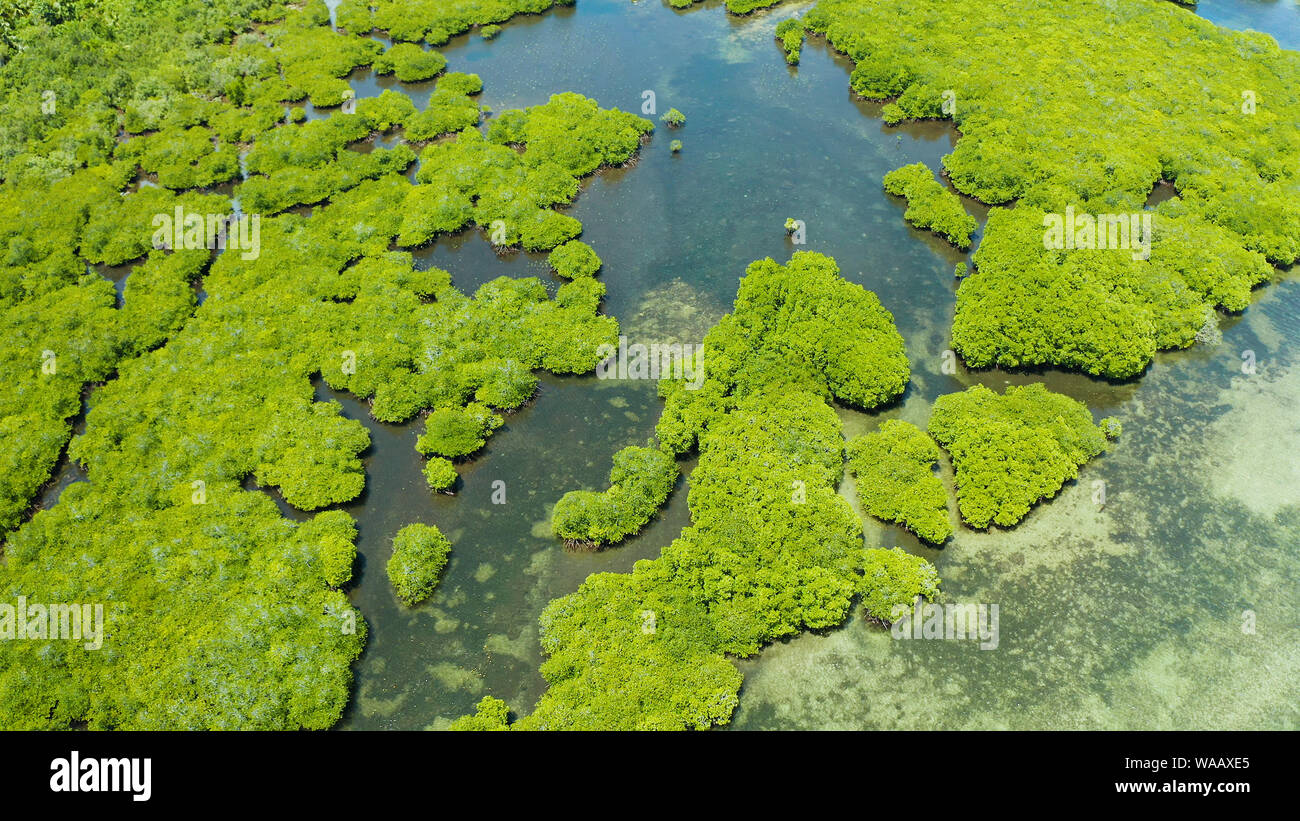 Mangrove rainforest with green trees in the sea water, aerial view ...