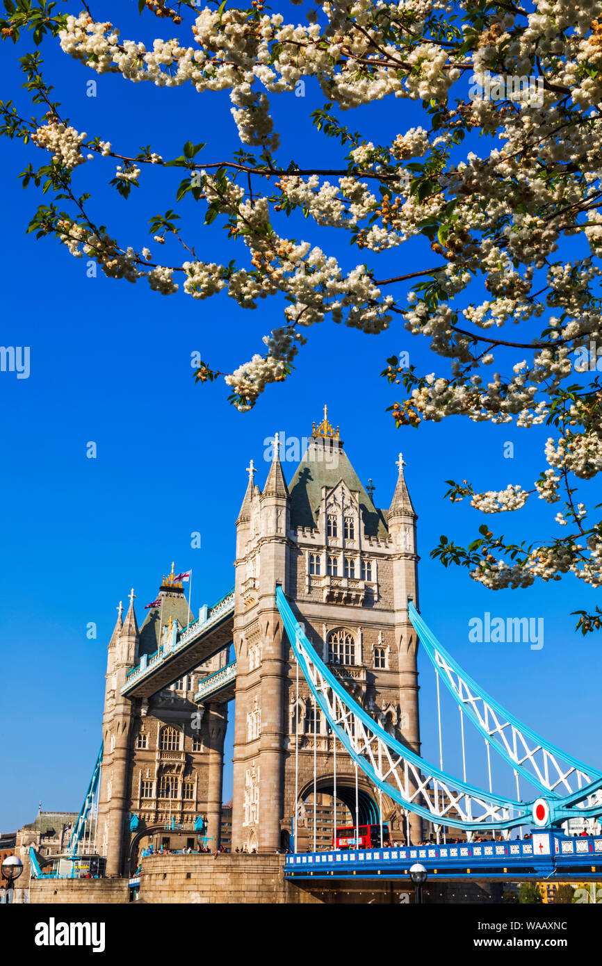England, London, Tower Bridge and Cherry Blossom, 30075170 Stock Photo ...