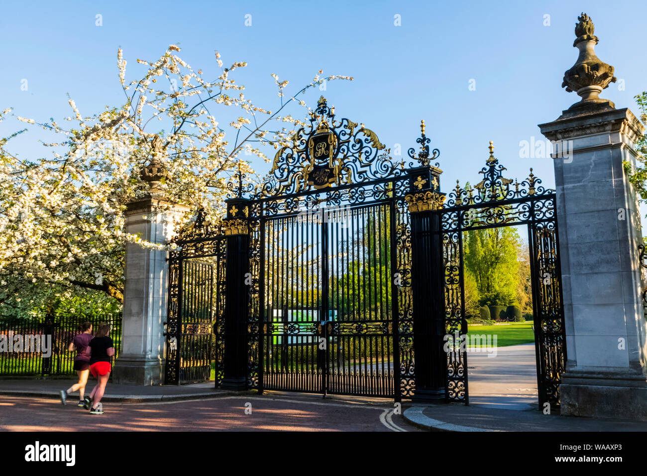 England, London, Regent's Park, Jubilee Gates and Cherry Blossom ...