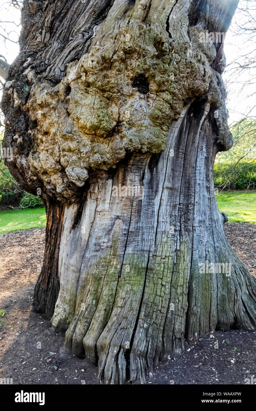 Greenwich park oak tree hi-res stock photography and images - Alamy