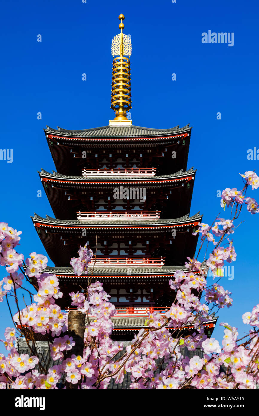 Japan, Honshu, Tokyo, Asakusa, Sensoji Temple, Five-story Pagoda and Cherry Blossom, 30075281 ...