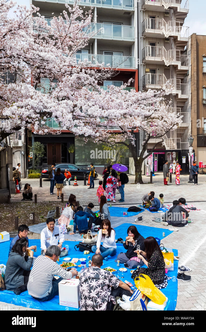 Japan, Honshu, Tokyo, Asakusa, People Partying Under Cherry Blossom ...