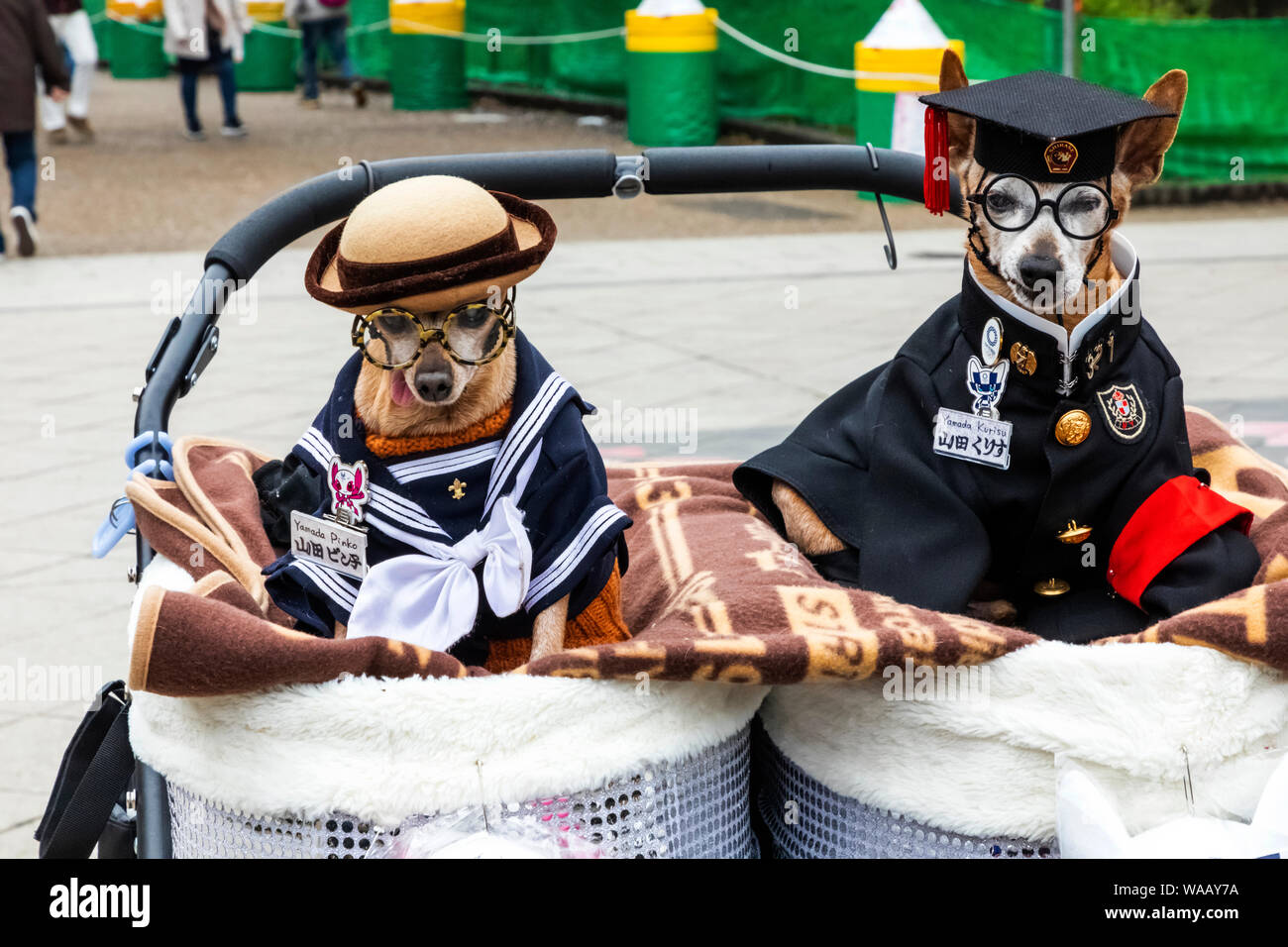 Japan, Honshu, Tokyo, Ueno, Ueno Park, Dogs Dressed in University ...
