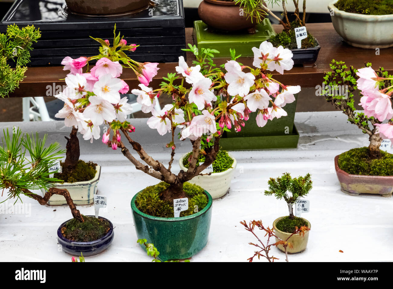 Japan, Honshu, Tokyo, Ueno, Ueno Park, Bonsai Vendors Display of ...