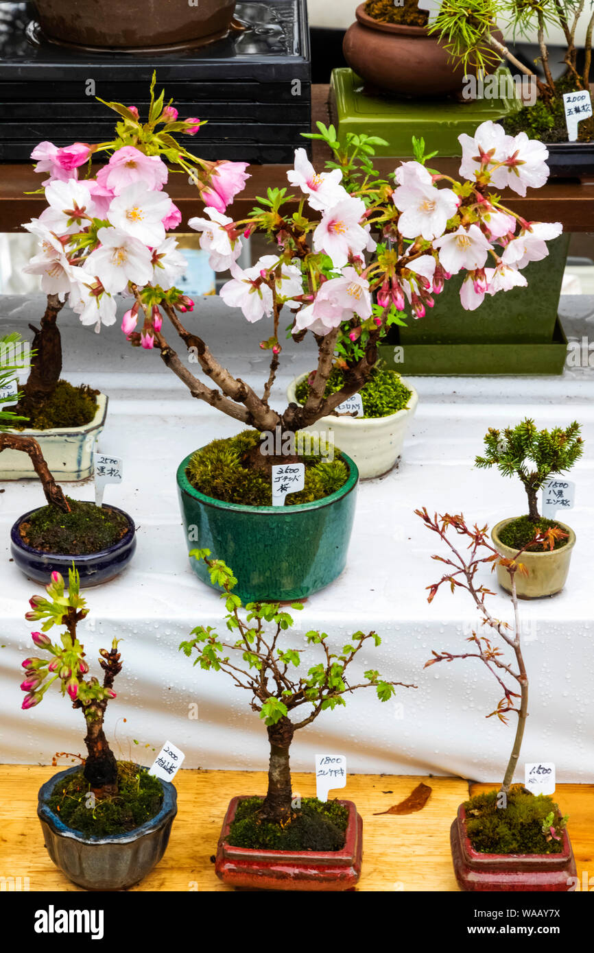 Japanese Flowering Cherry Bonsai Tree