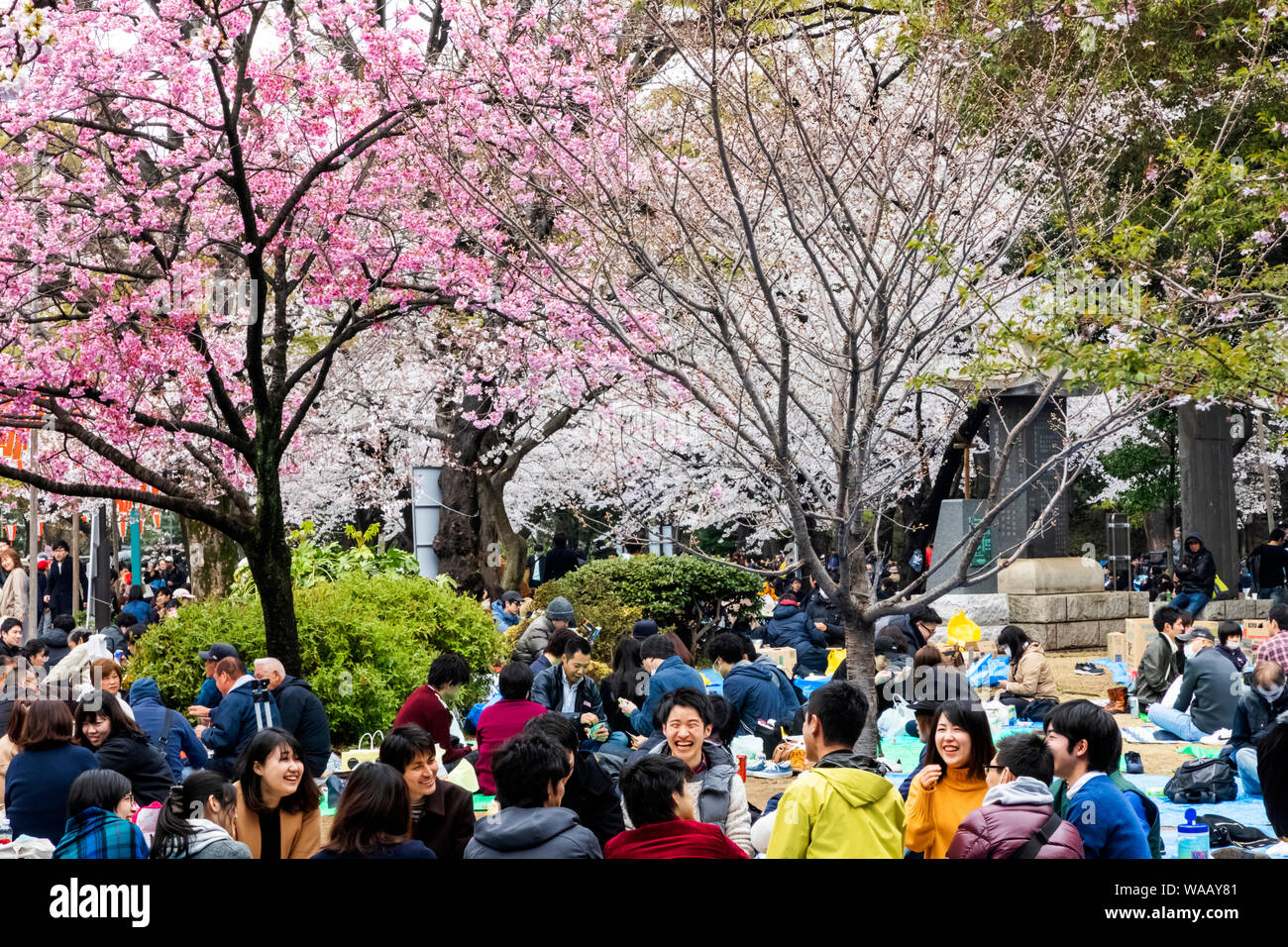 Japan, Honshu, Tokyo, Ueno, Ueno Park, People Partying Under Cherry ...