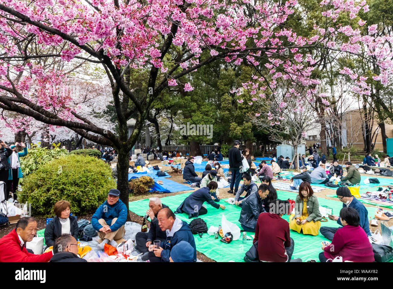 Japan, Honshu, Tokyo, Ueno, Ueno Park, People Partying Under Cherry ...