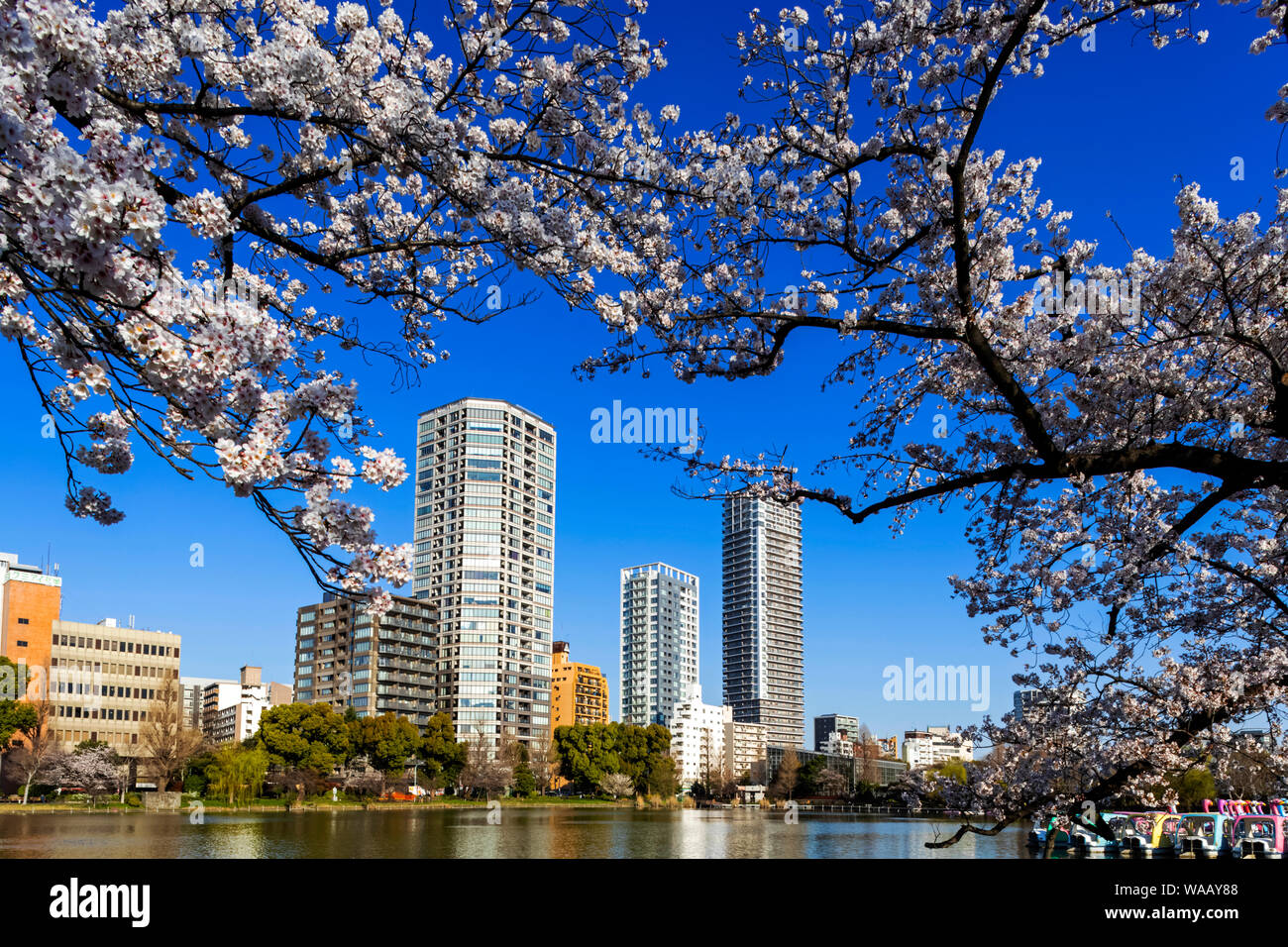 Japan, Honshu, Tokyo, Ueno, Ueno Park, Shinobazu Pond and Ueno Skyline ...