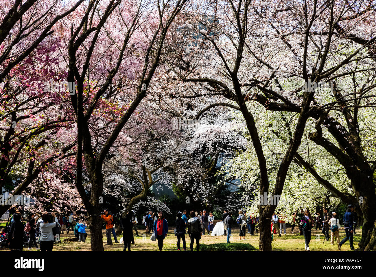 Japan, Honshu, Tokyo, Shinjuku, Shinjuku Goen National Garden, Cherry ...