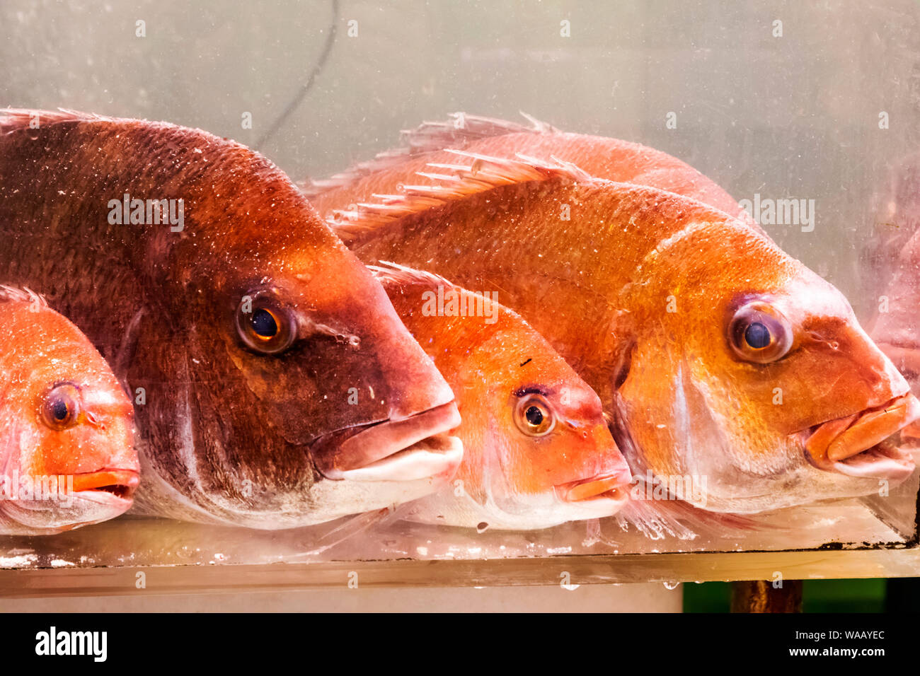 Japan, Honshu, Tokyo, Tsukiji Market, Live Fish Display, 30075565 Stock ...