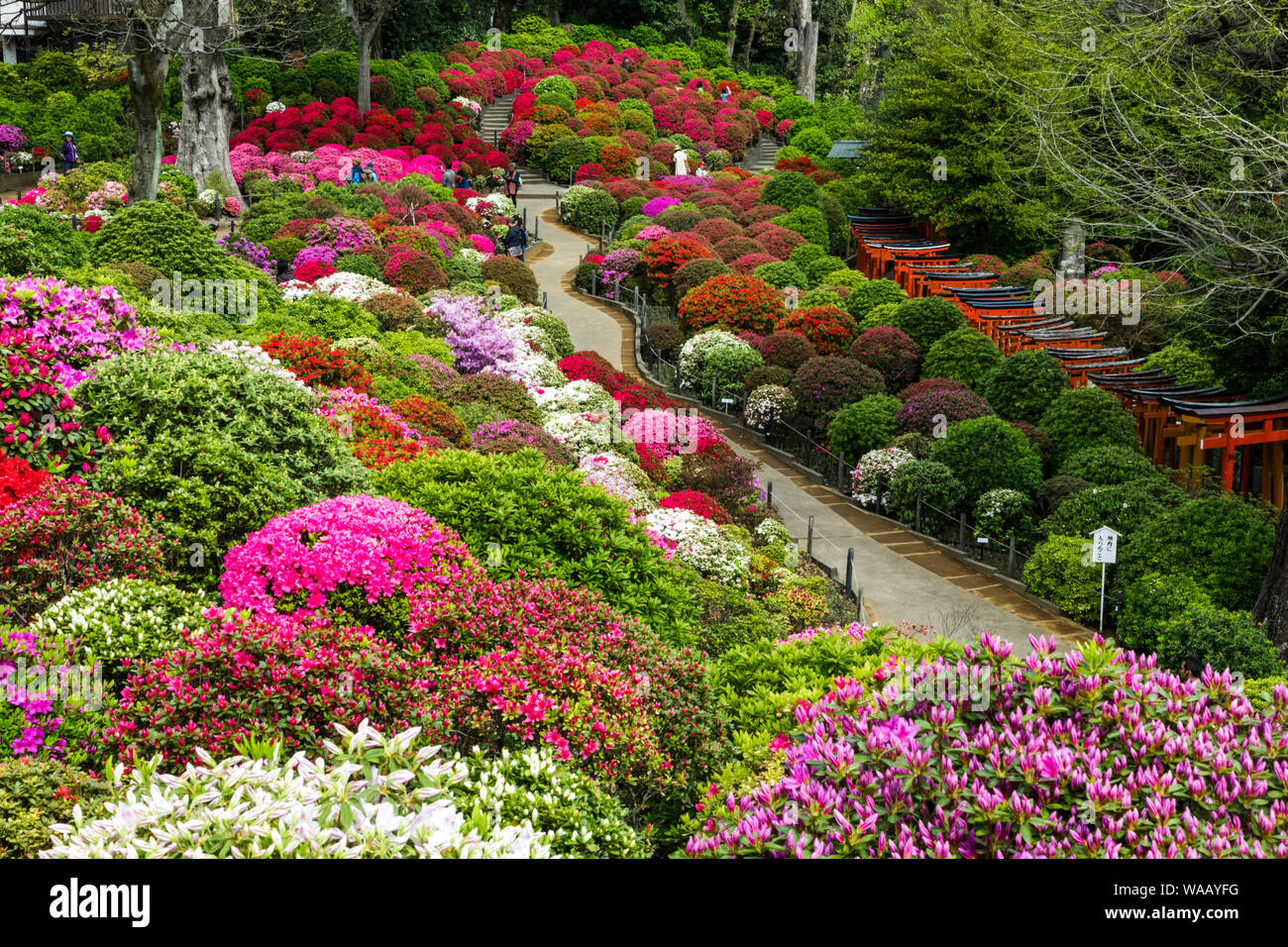 Japan, Honshu, Tokyo, Bunkyo-ku, Nezu Shrine, The Azalea Garden ...