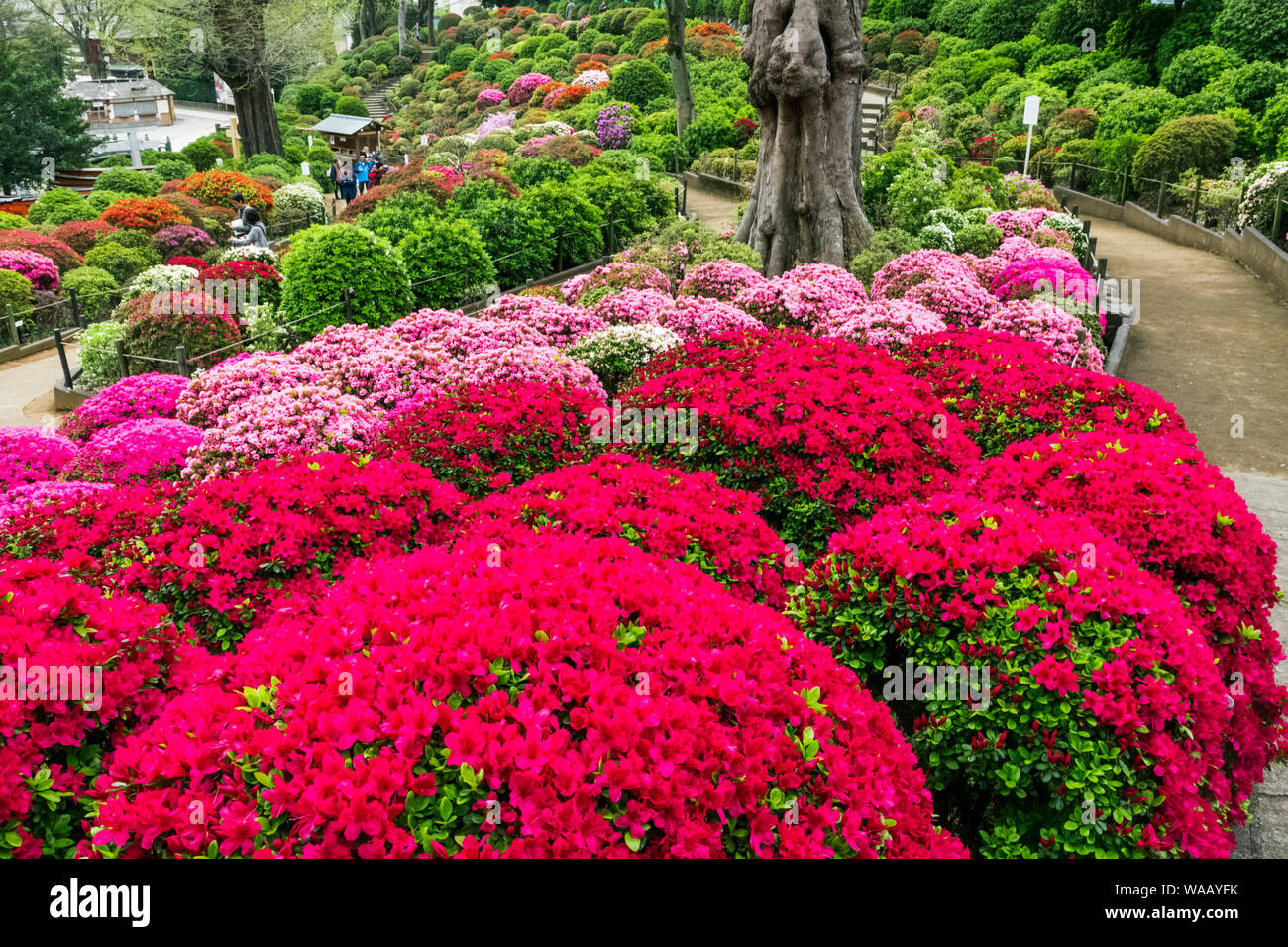 Japanese shrines in spring hi-res stock photography and images - Alamy