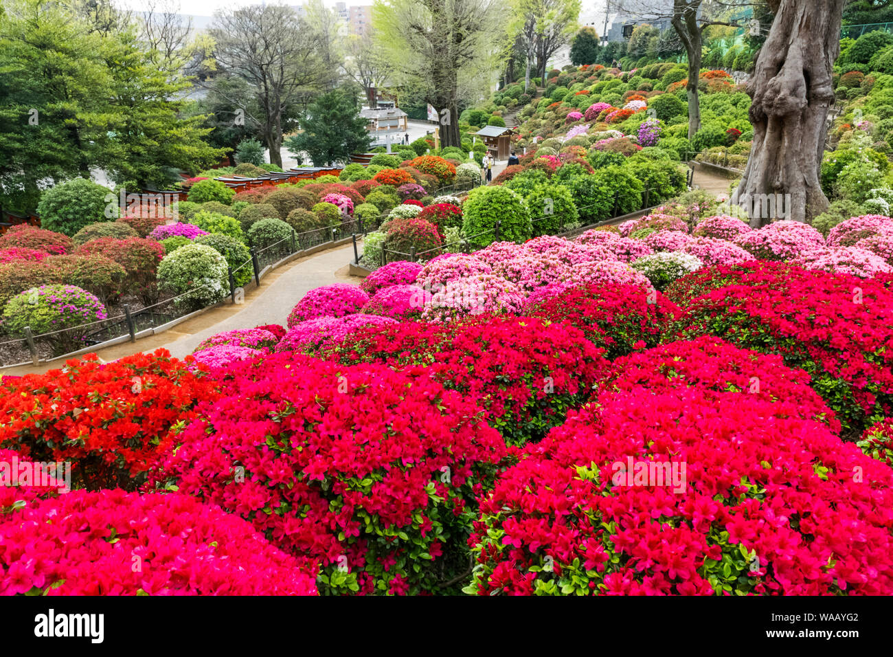 Japanese shrines in spring hi-res stock photography and images - Alamy