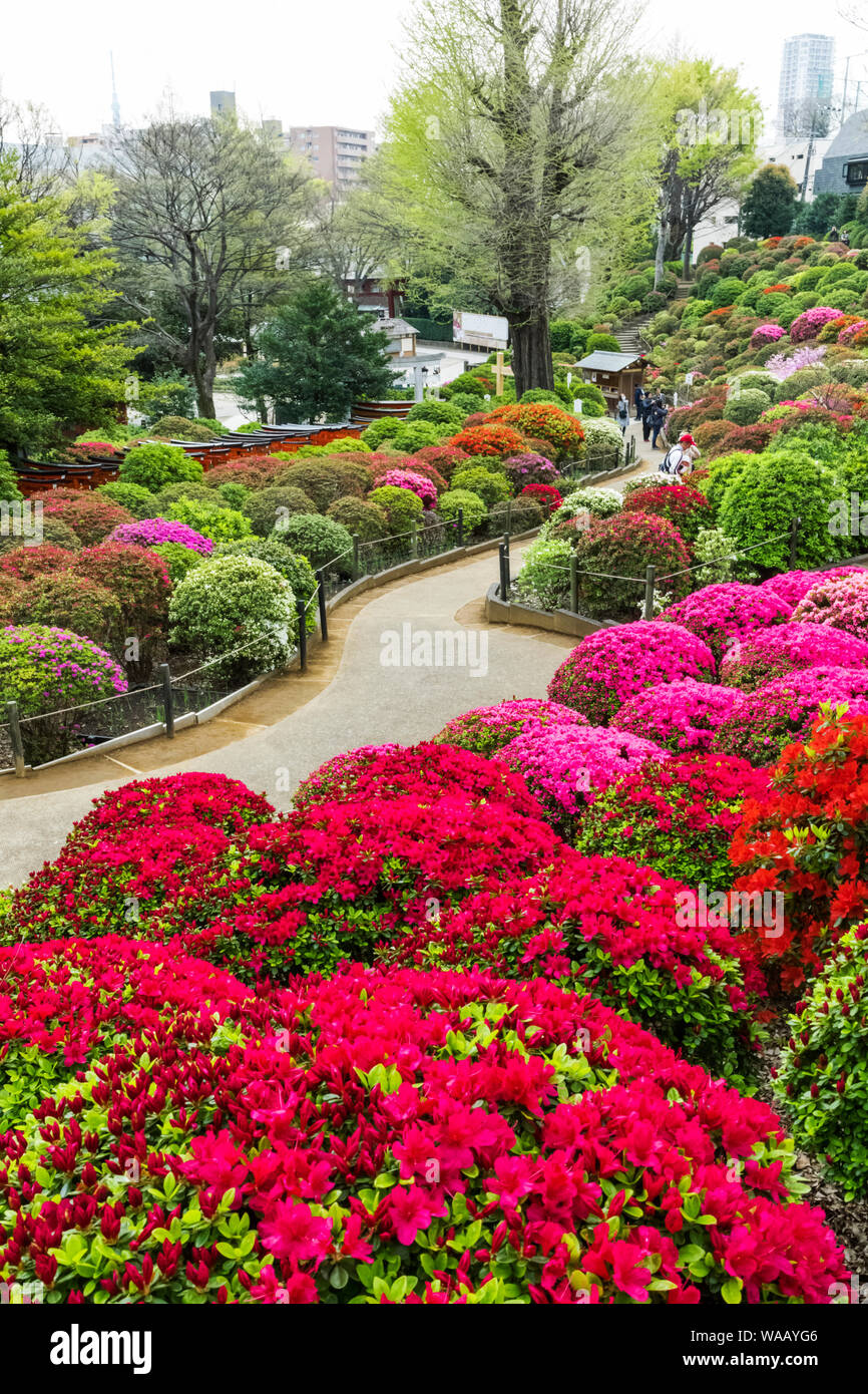 Japan, Honshu, Tokyo, Bunkyo-ku, Nezu Shrine, The Azalea Garden ...
