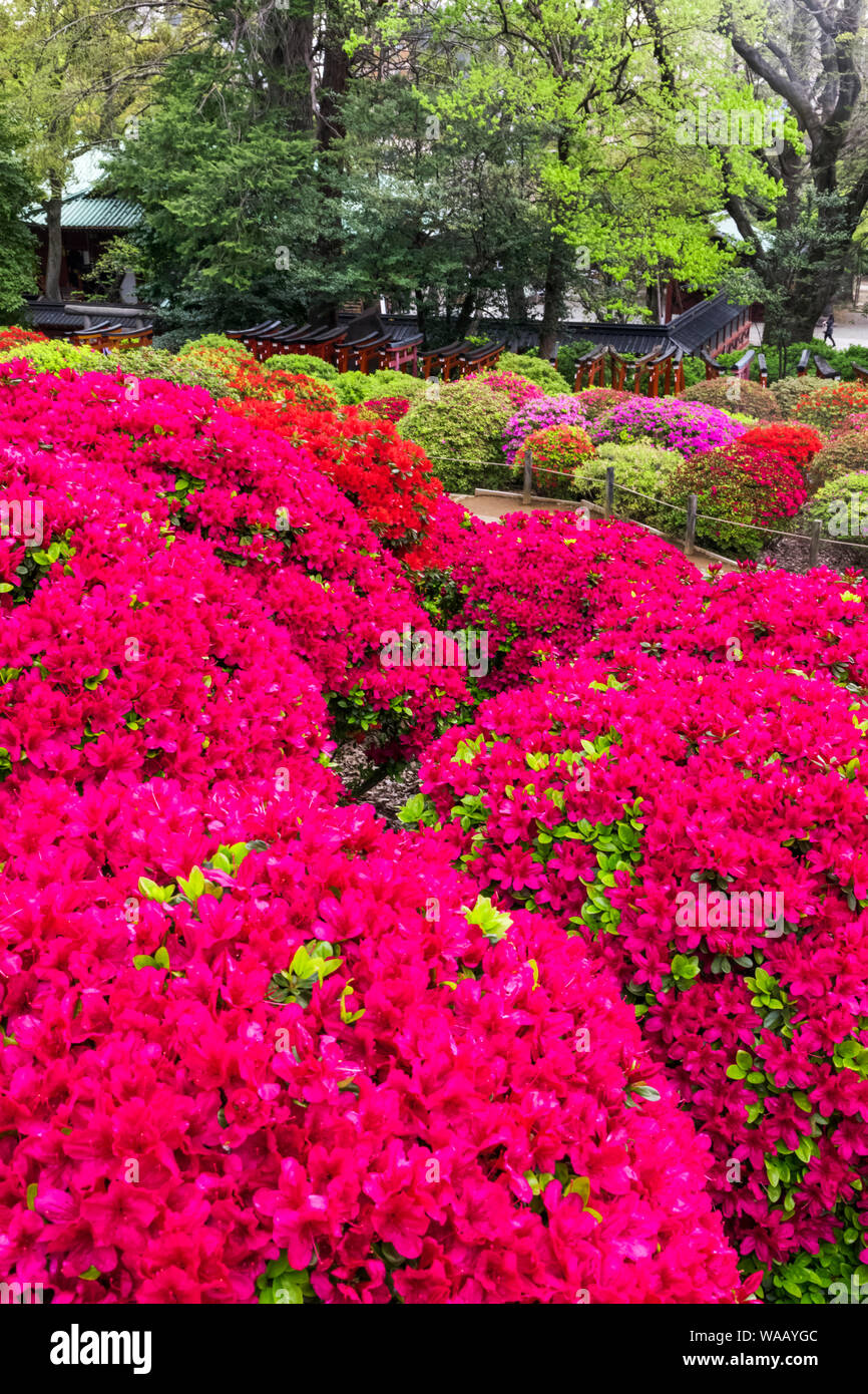 Japan, Honshu, Tokyo, Bunkyo-ku, Nezu Shrine, The Azalea Garden ...