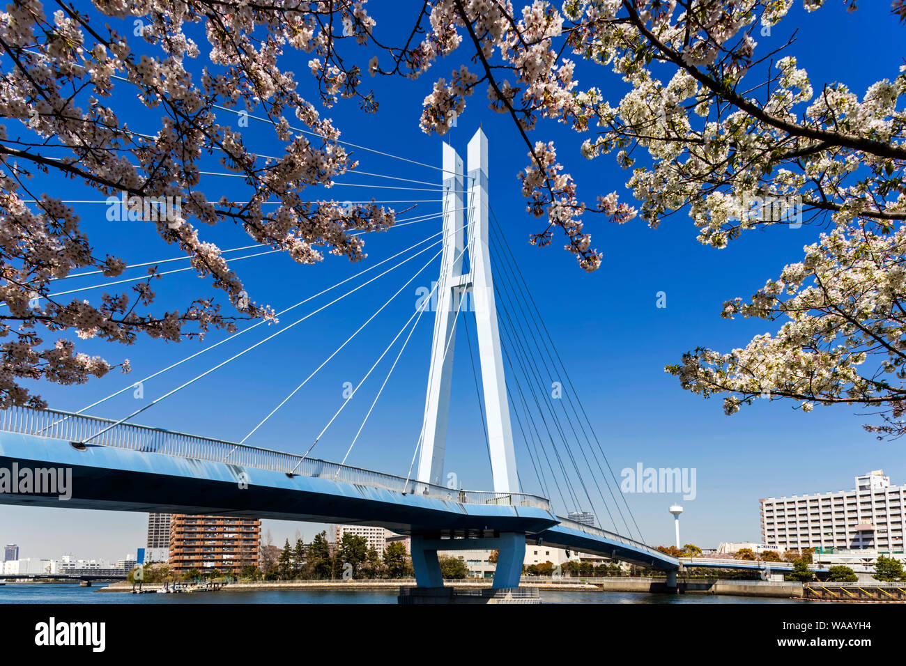 Japan, Honshu, Tokyo, Toyosu, Shinonome, Sakurabashi Bridge, 30075651 ...